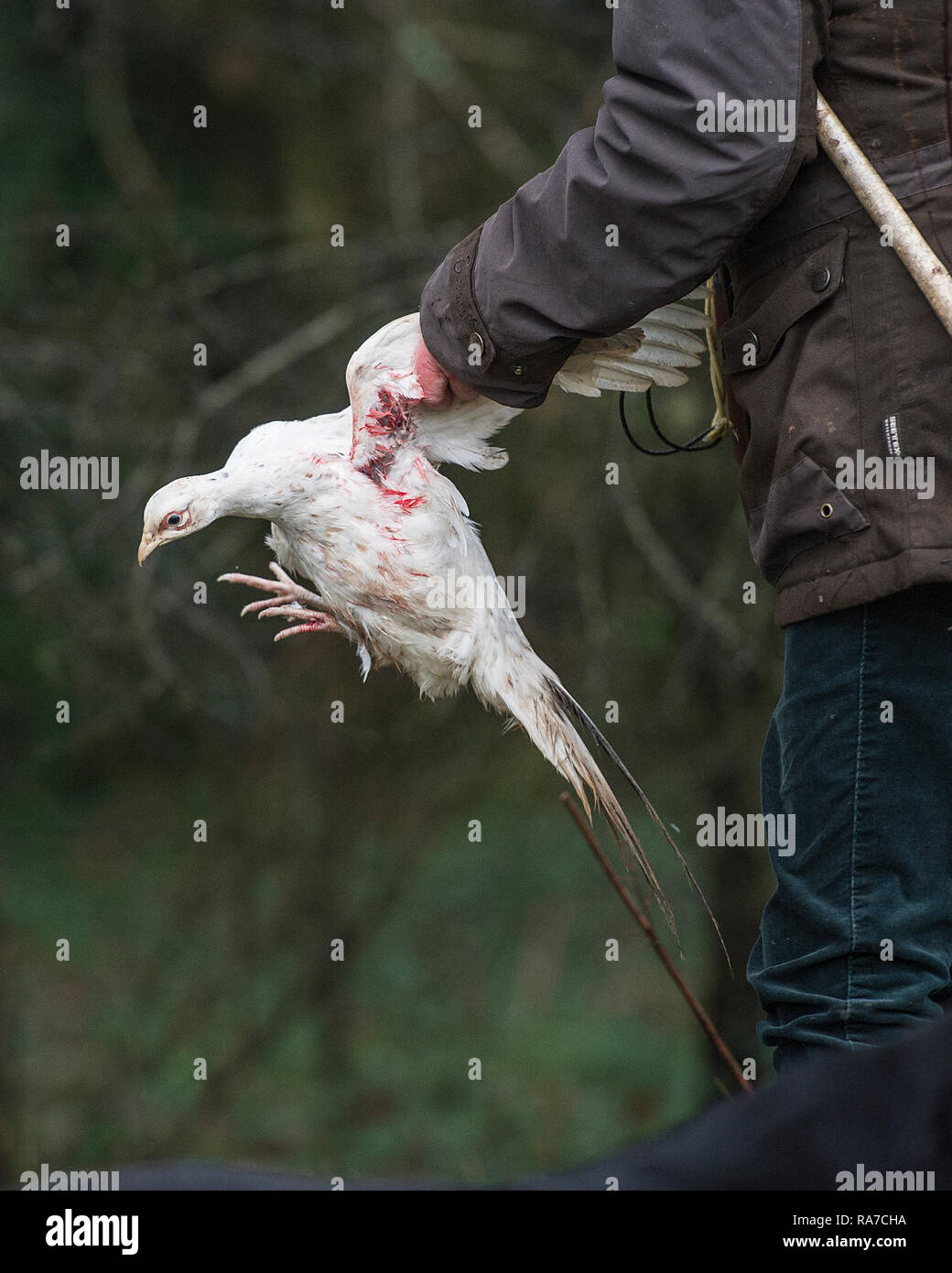 White pheasant hi-res stock photography and images - Alamy