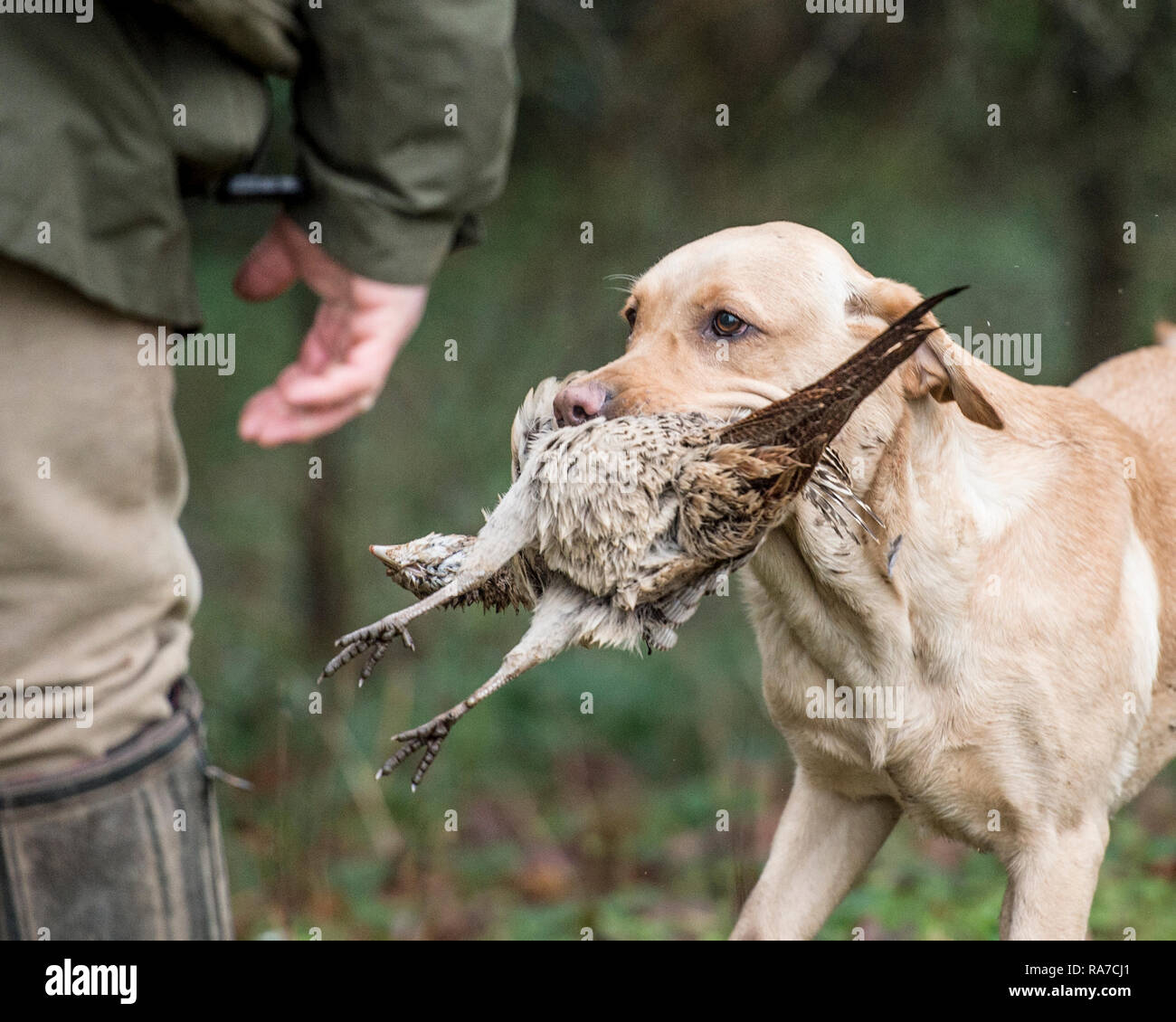 Labrador holding pheasant hi-res stock photography and images - Alamy