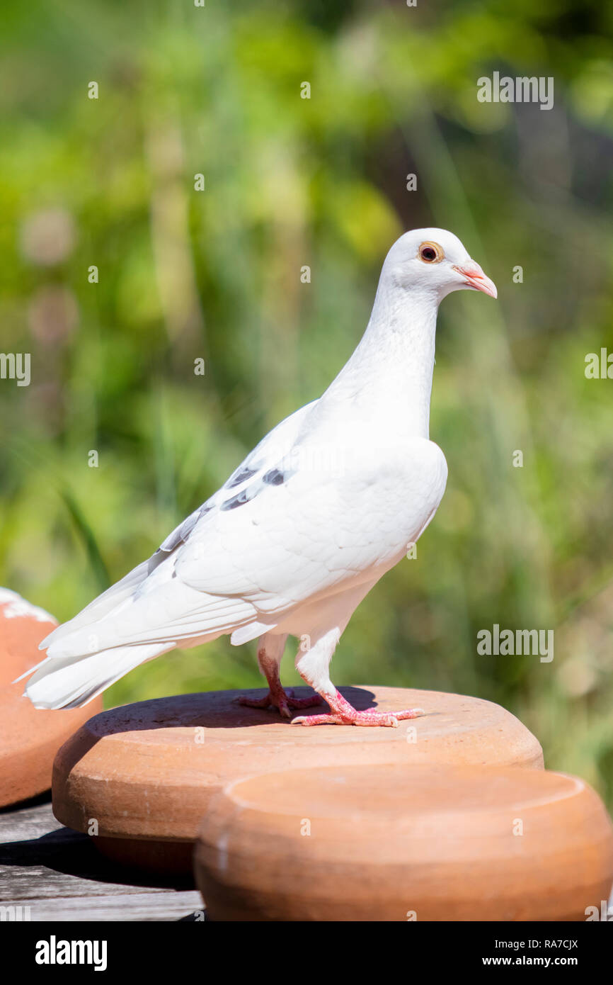 White Racers Pigeons