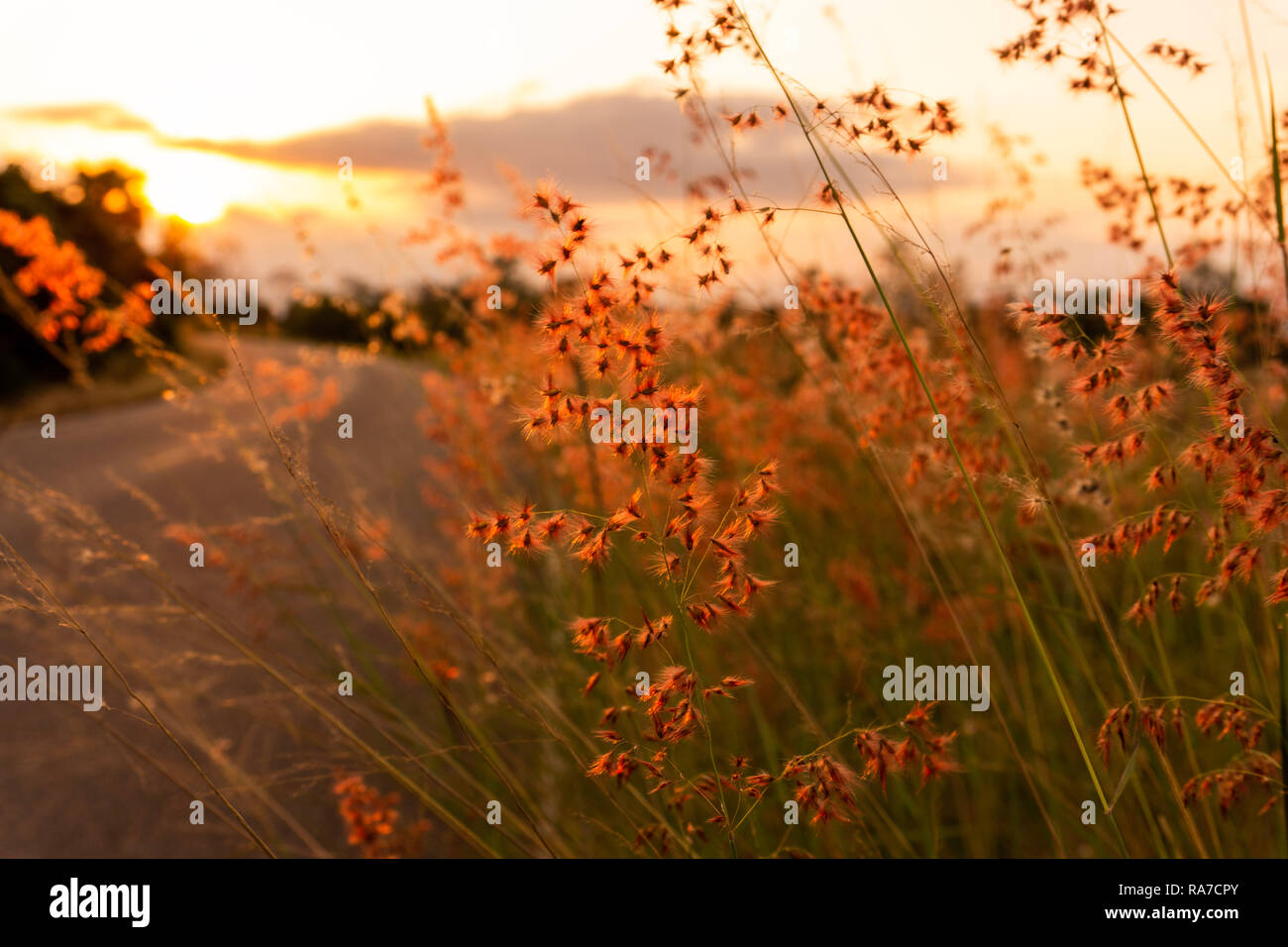 red grass flower on sunset background Stock Photo - Alamy
