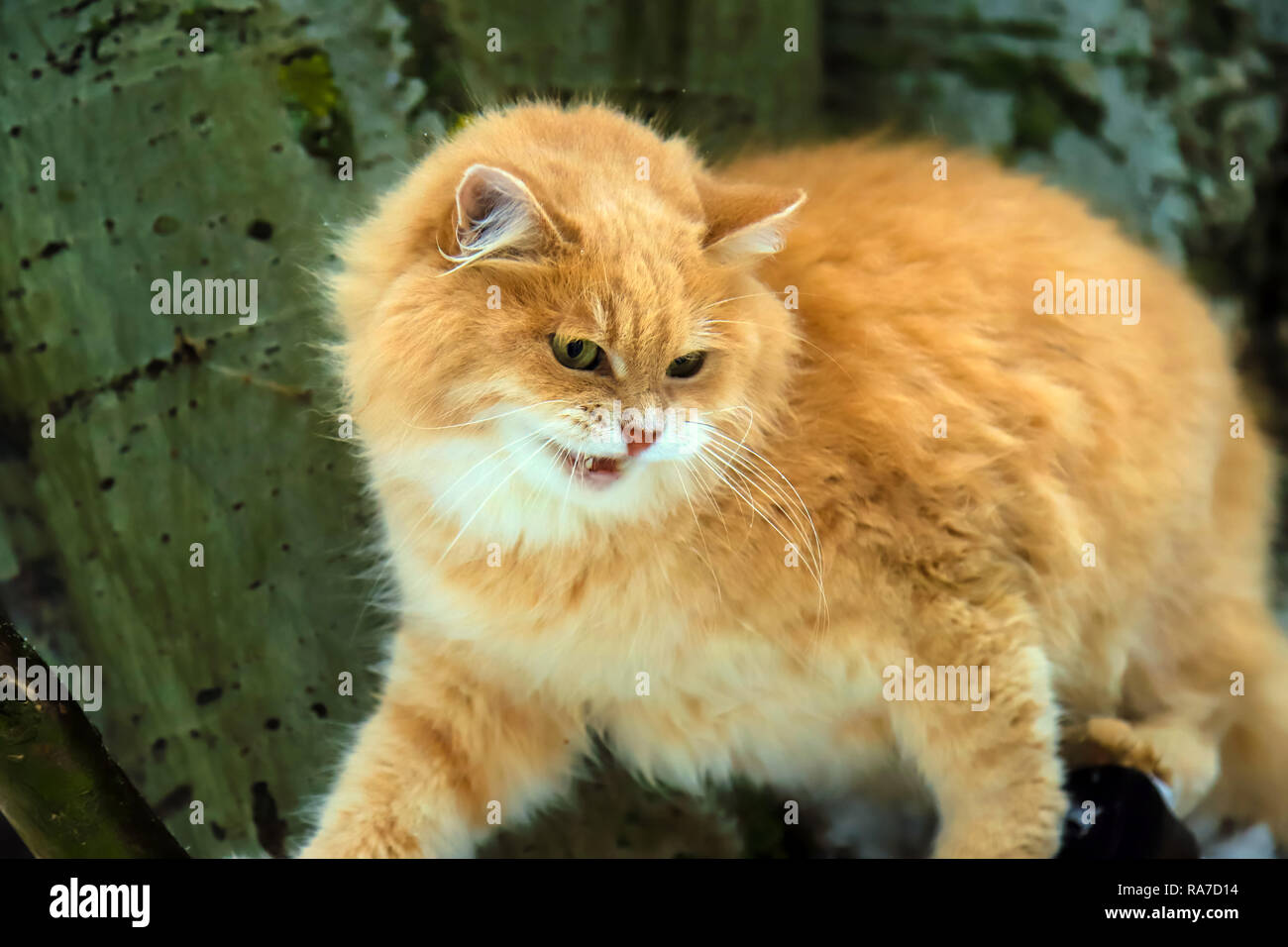 Angry big cat hi-res stock photography and images - Alamy