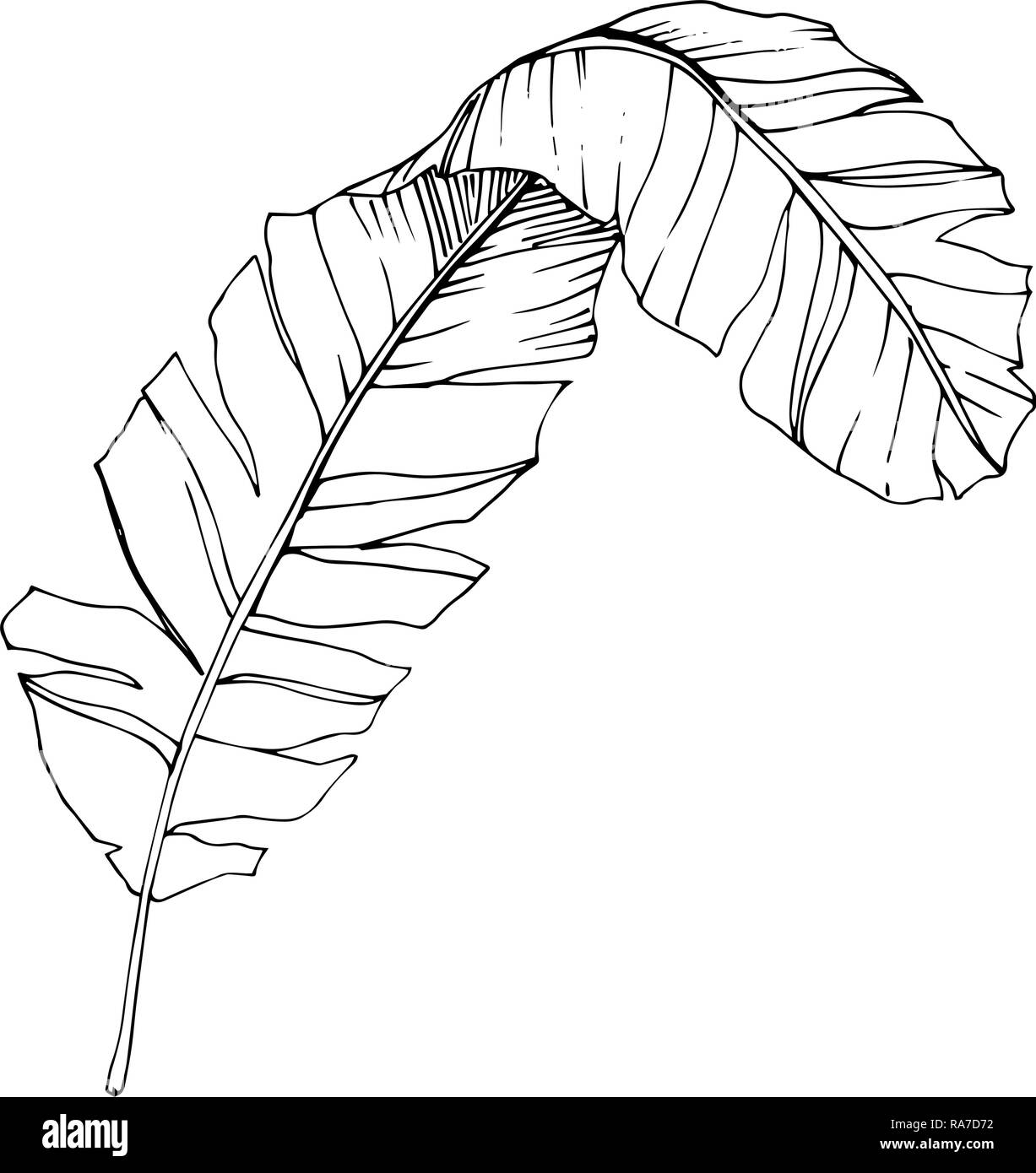 Vector Exotic tropical hawaiian summer. Black and white engraved ink ...