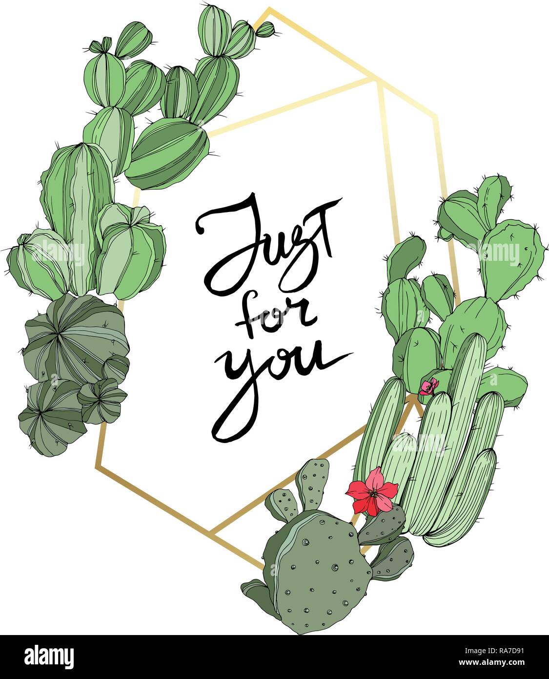 Vector Green cactus floral botanical flowers. Engraved ink art. Frame ...