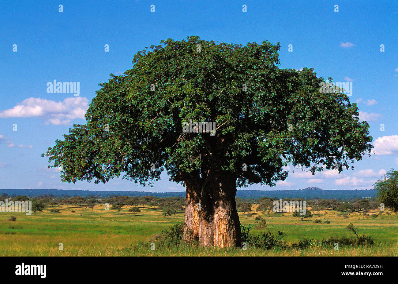 Baobab tree hi-res stock photography and images - Alamy