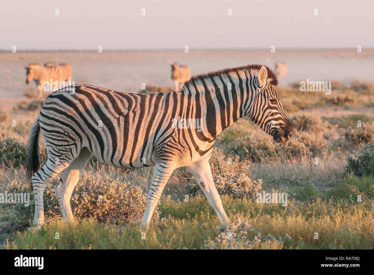 Common Zebra in landscape Stock Photo - Alamy