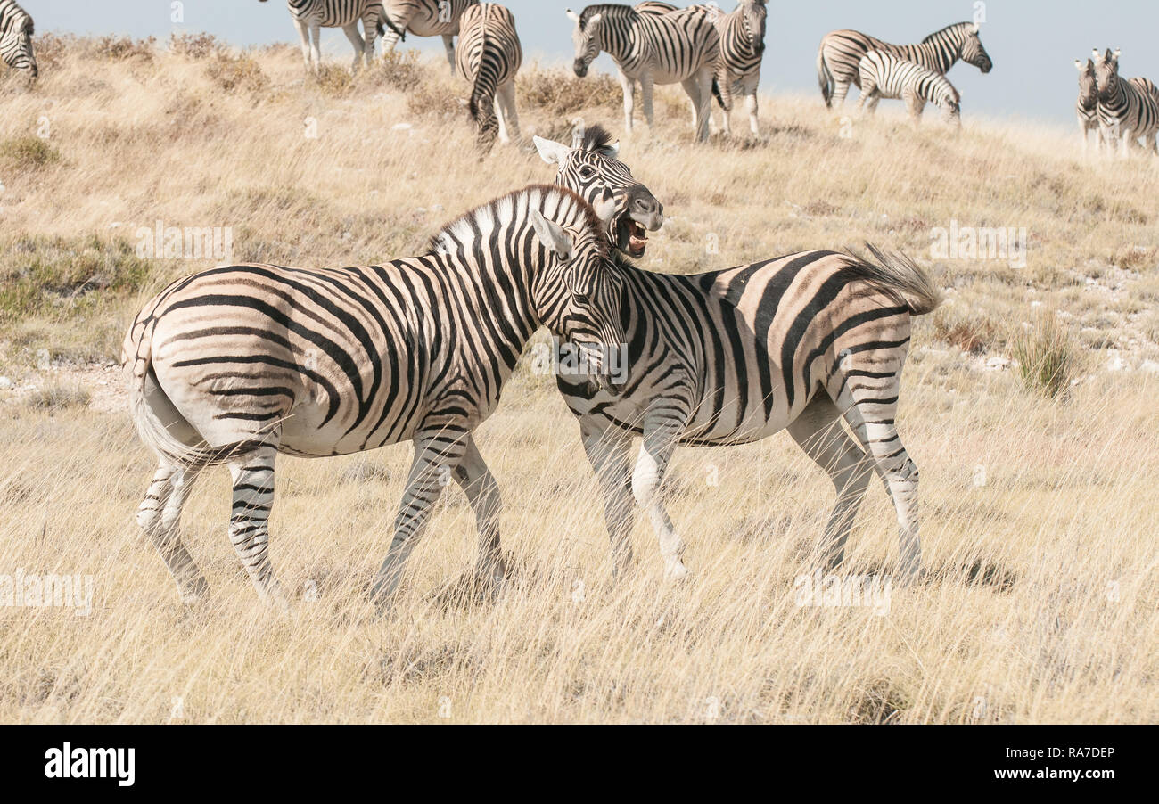 Common Zebra in landscape Stock Photo - Alamy