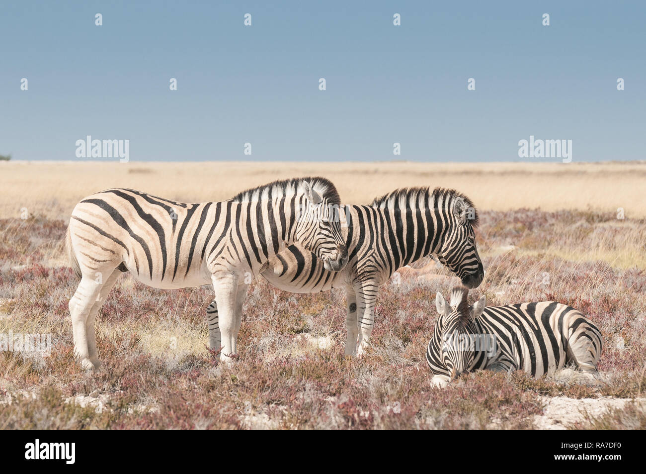 Common Zebra in landscape Stock Photo - Alamy