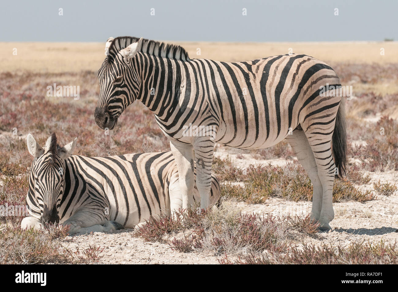 Common Zebra in landscape Stock Photo - Alamy