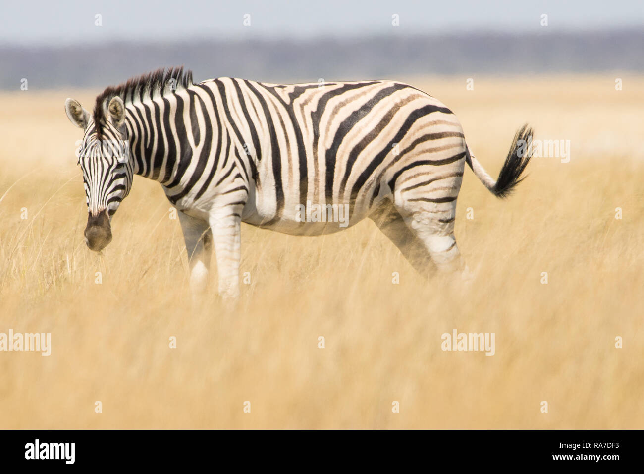 Zebra profile hi-res stock photography and images - Alamy
