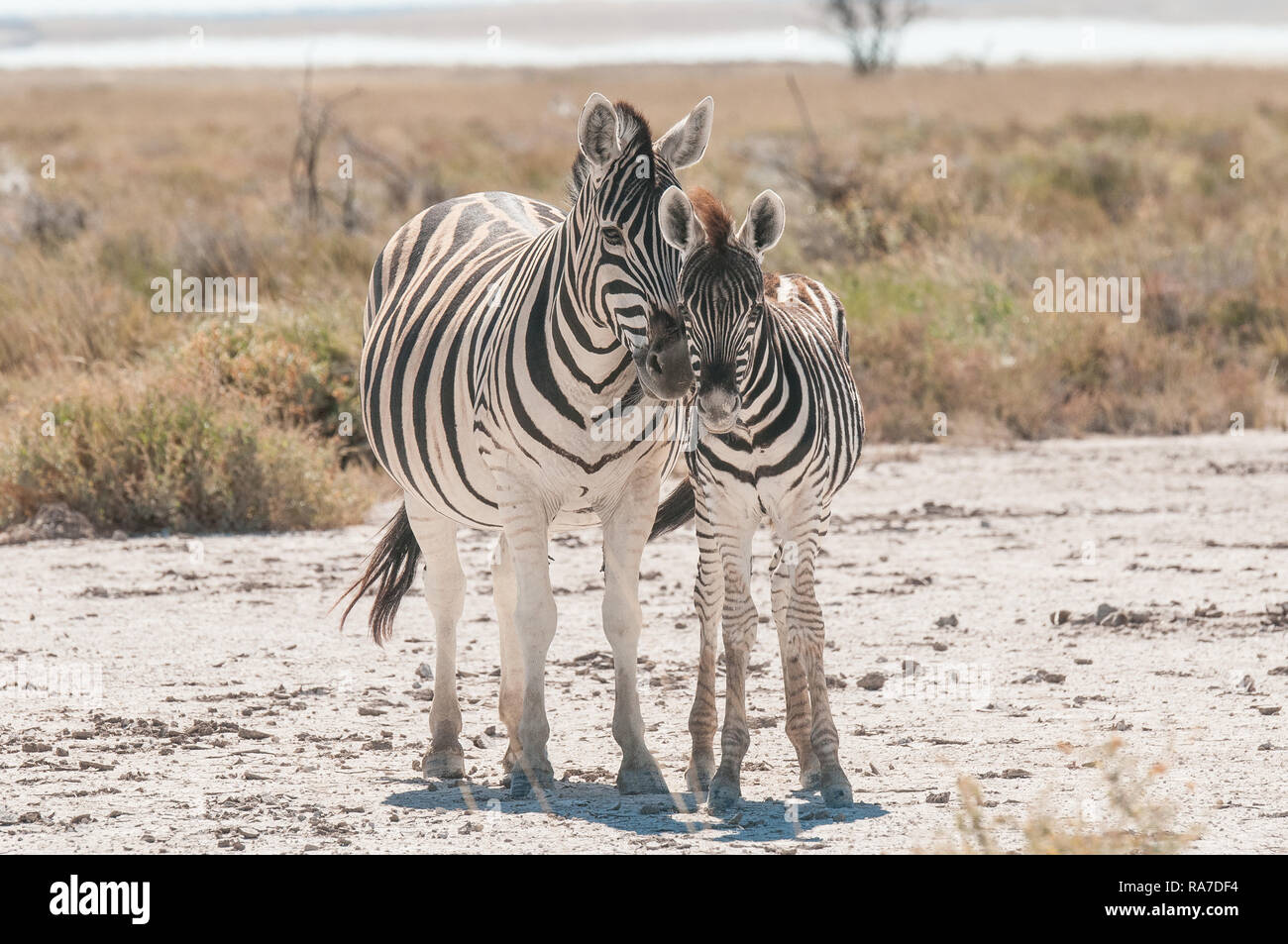 Common Zebra in landscape Stock Photo - Alamy