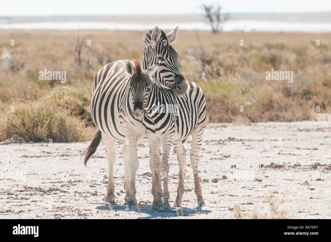 Common Zebra in landscape Stock Photo - Alamy