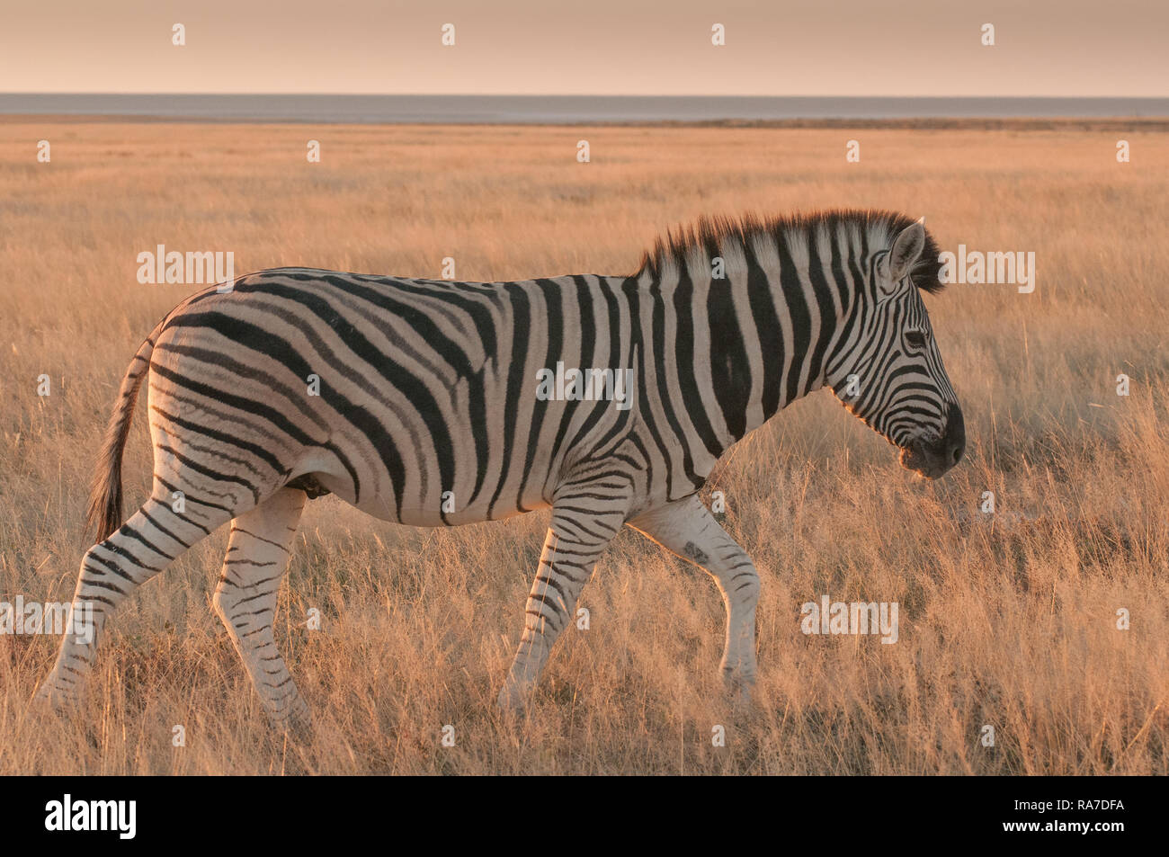 Common Zebra in landscape Stock Photo - Alamy