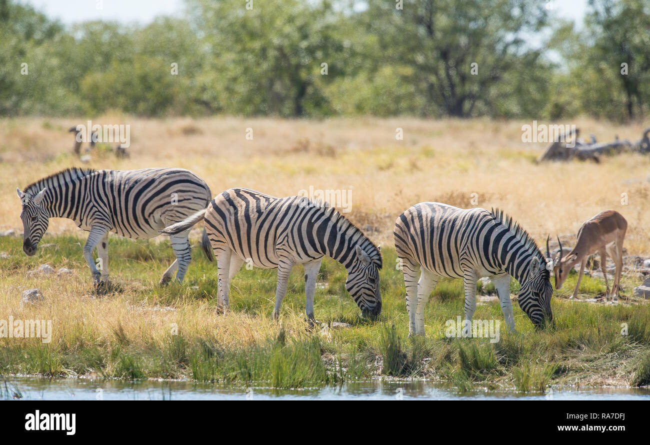Common Zebra in landscape Stock Photo - Alamy