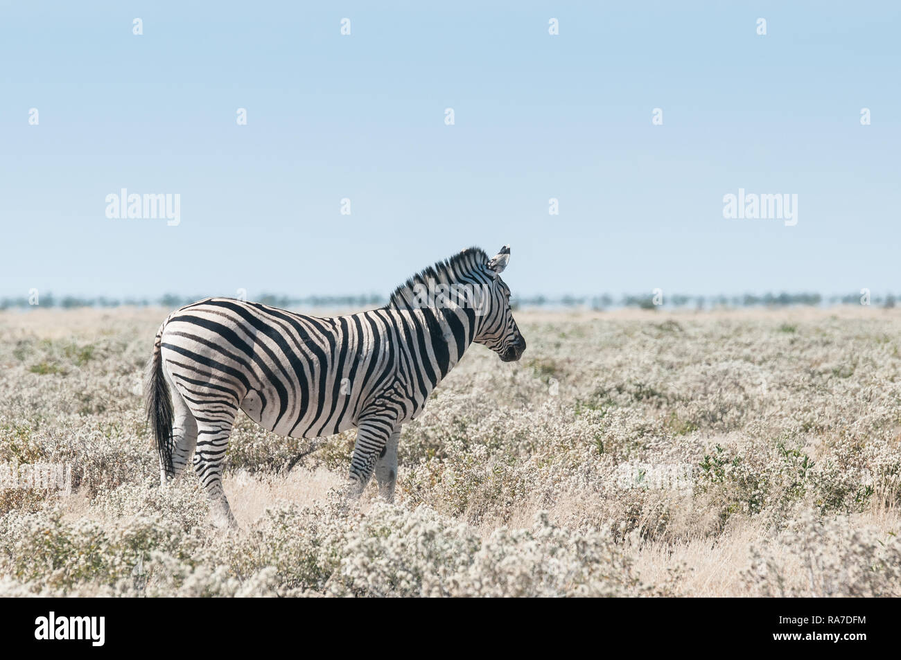 Common Zebra in landscape Stock Photo - Alamy