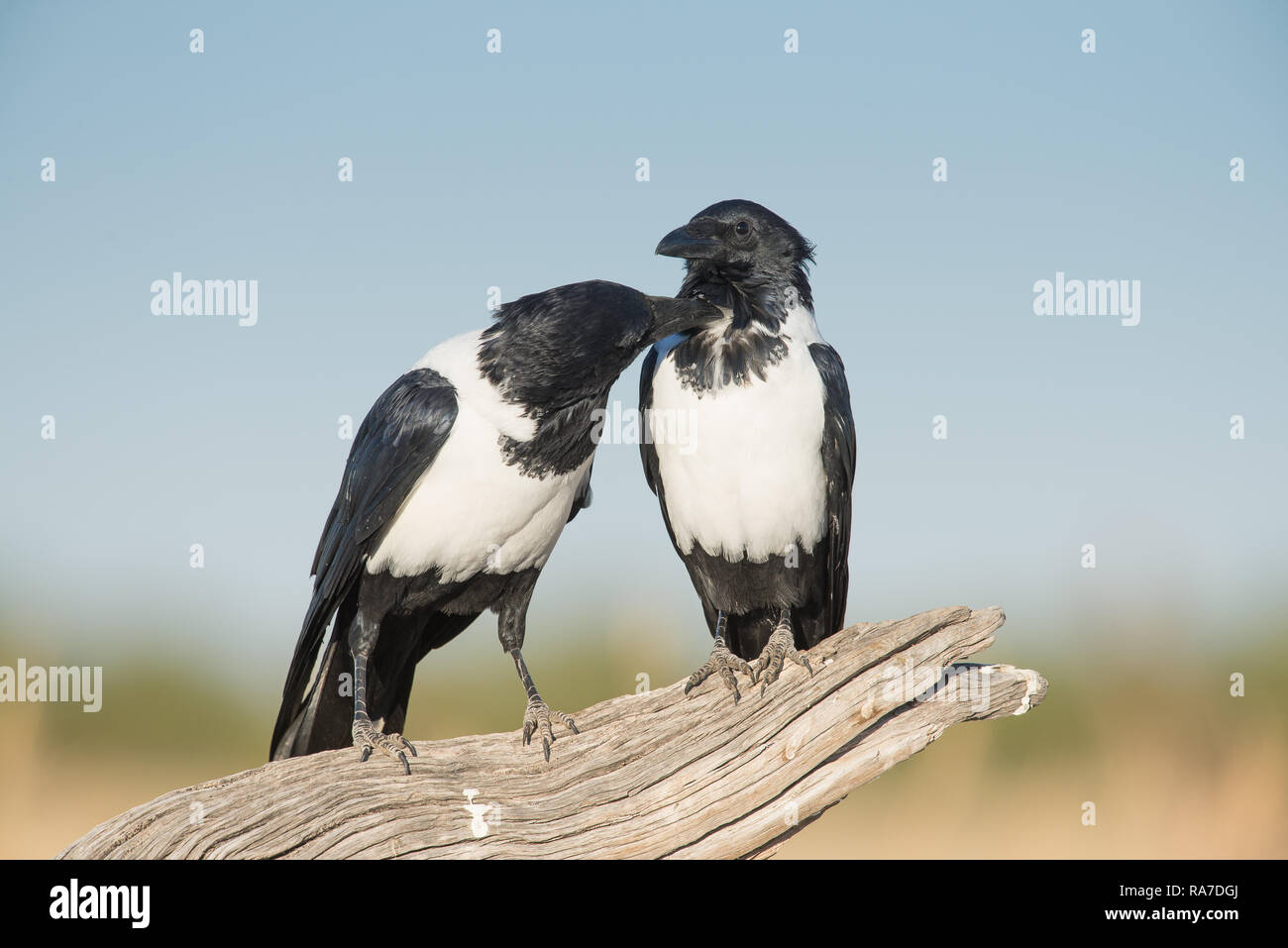Pretty crow hi-res stock photography and images - Alamy