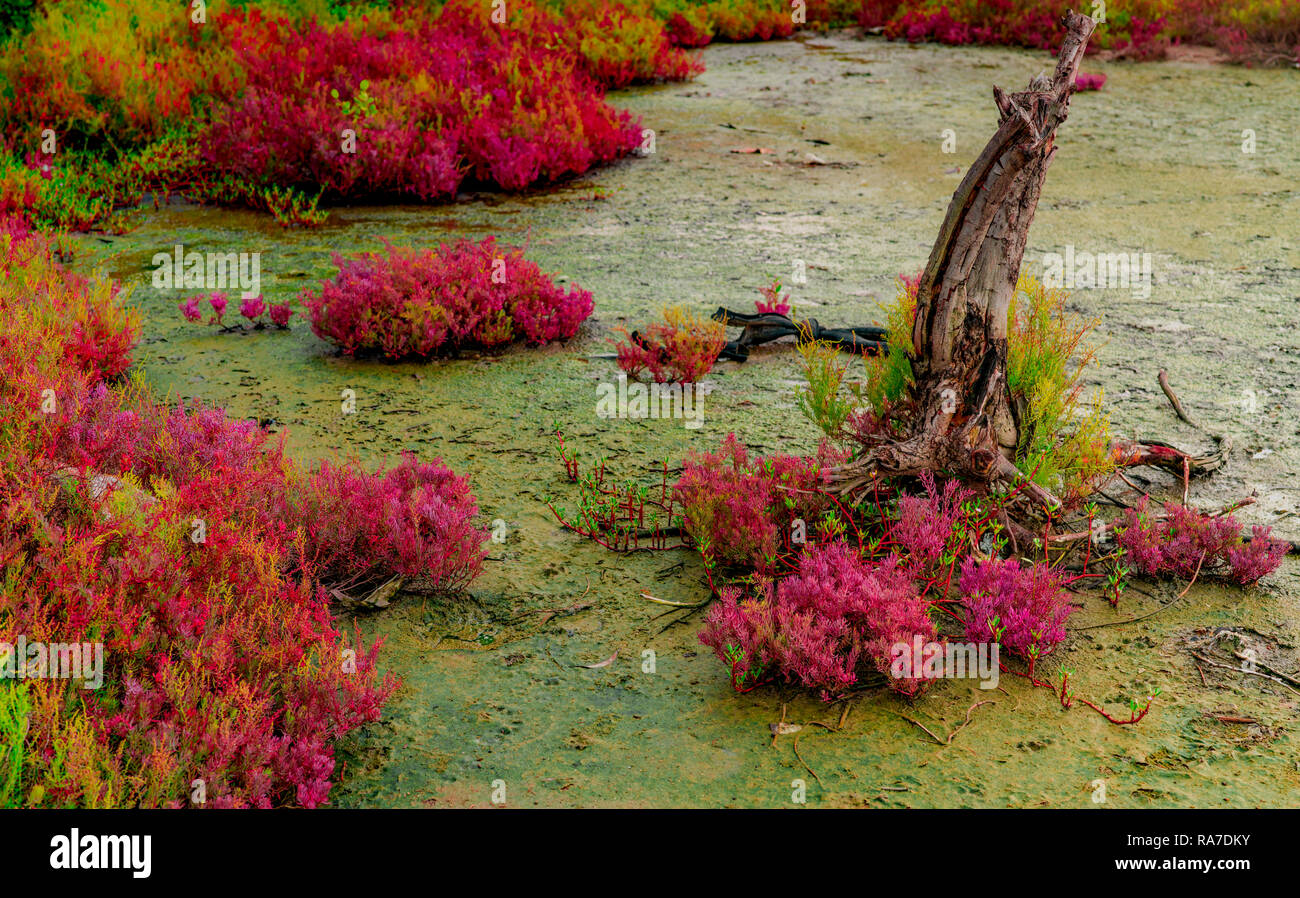 Seablite (Sueda maritima) growth in acid soil. Acid soil indicator ...