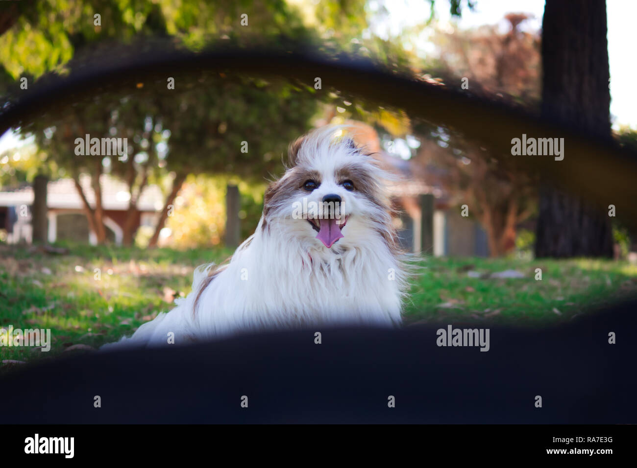 Cute dog framed by bag Stock Photo - Alamy