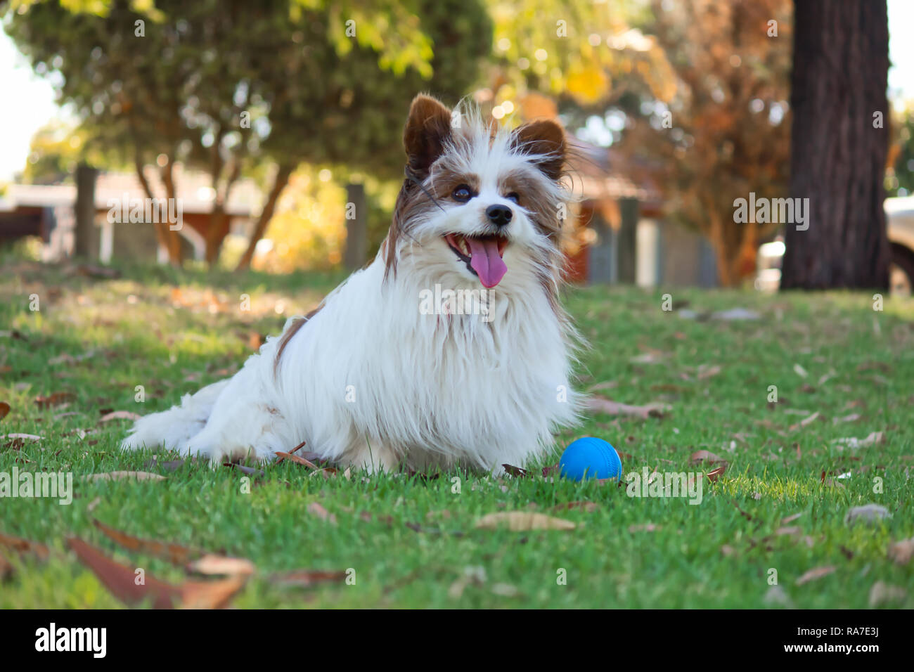 Cute dog with ball Stock Photo - Alamy