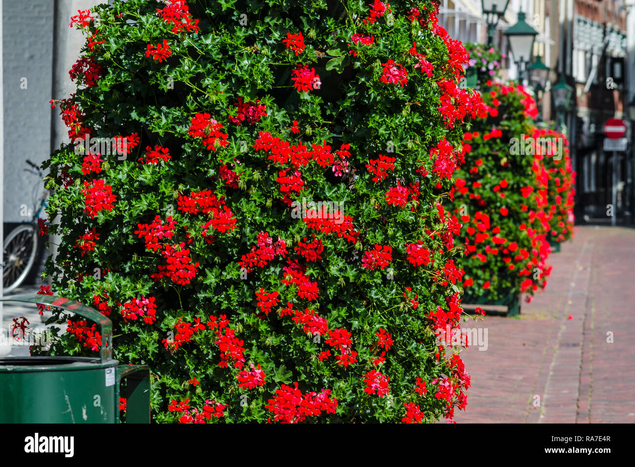 Many bright red flowers. Rows of bright plants on a street in Holland ...