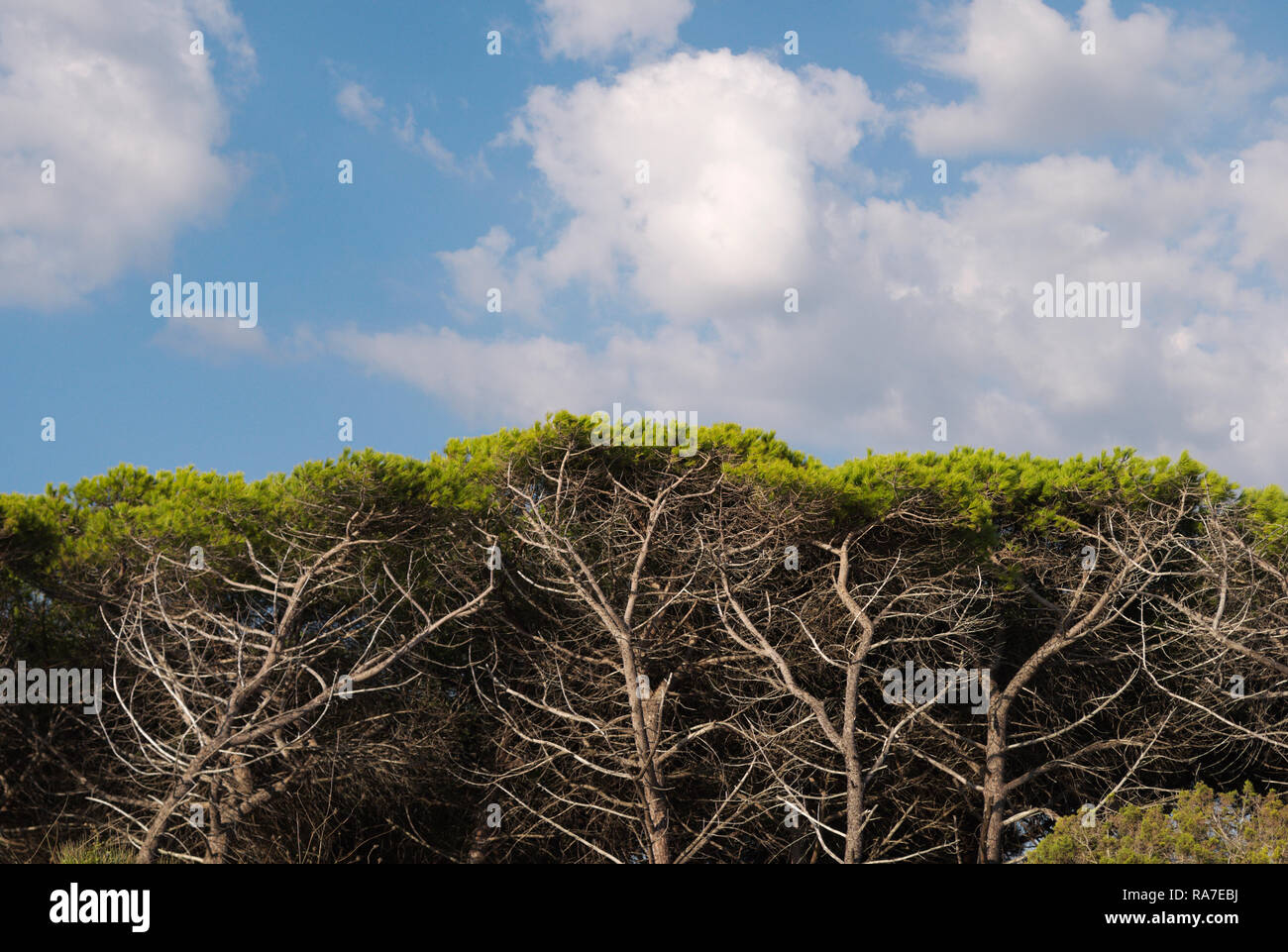 mediterranean pines foliage (pinus pinea Stock Photo - Alamy