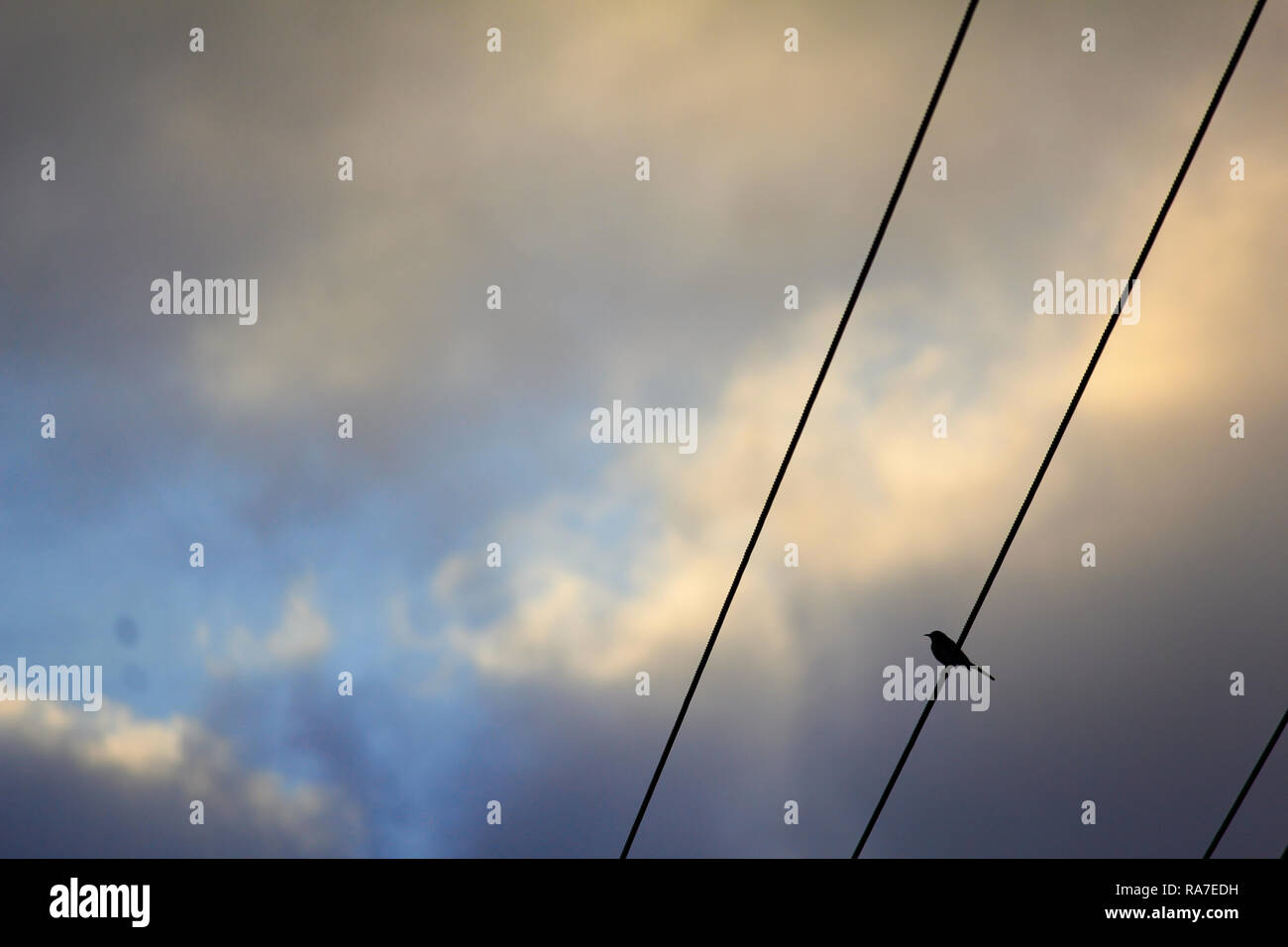 Bird on Powerline Stock Photo - Alamy