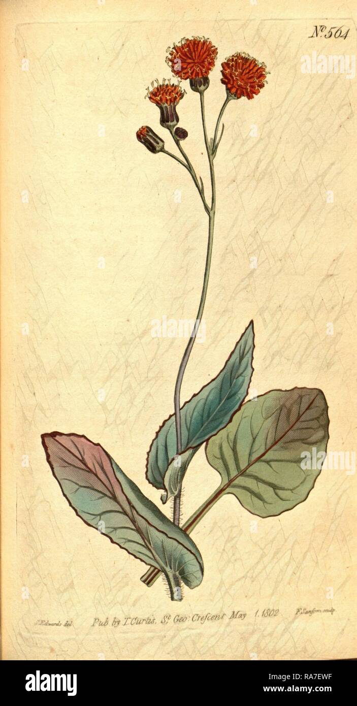 Botanical print by Sydenham Teast Edwards 1768 – 1819, Sydenham Edwards ...