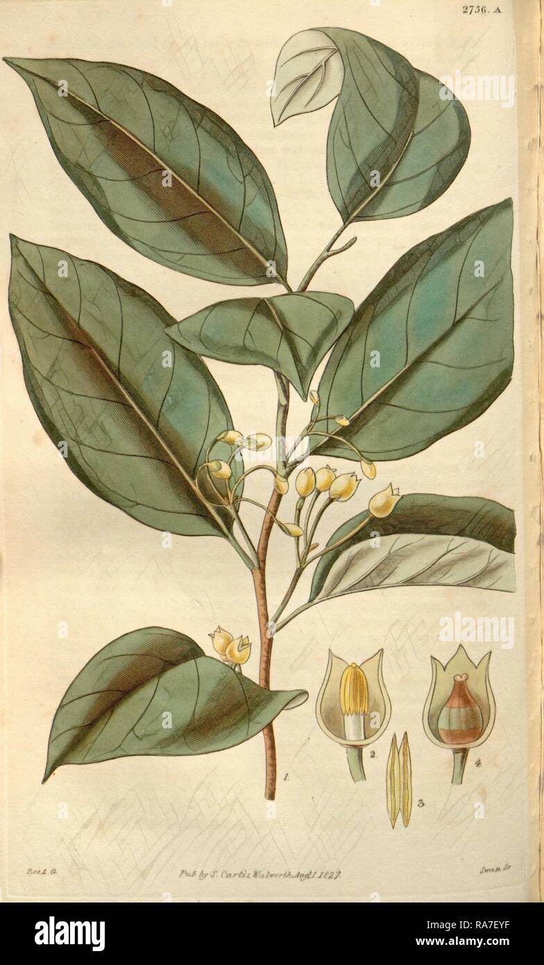 Botanical print or English natural history illustration by Joseph Swan ...