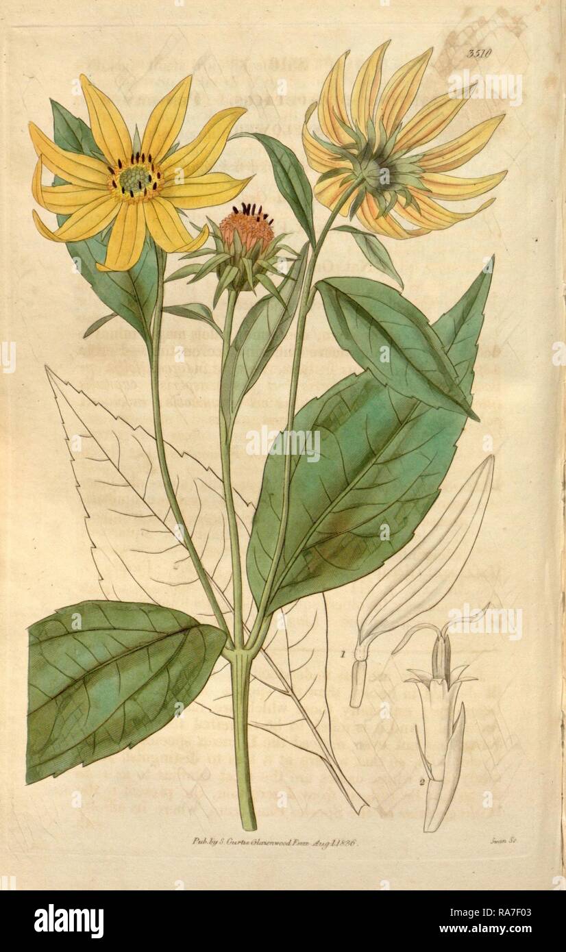 Botanical print or English natural history illustration by Joseph Swan ...