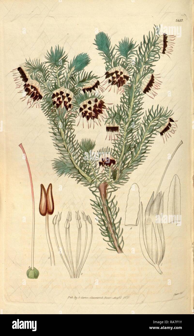 Botanical print or English natural history illustration by Joseph Swan ...