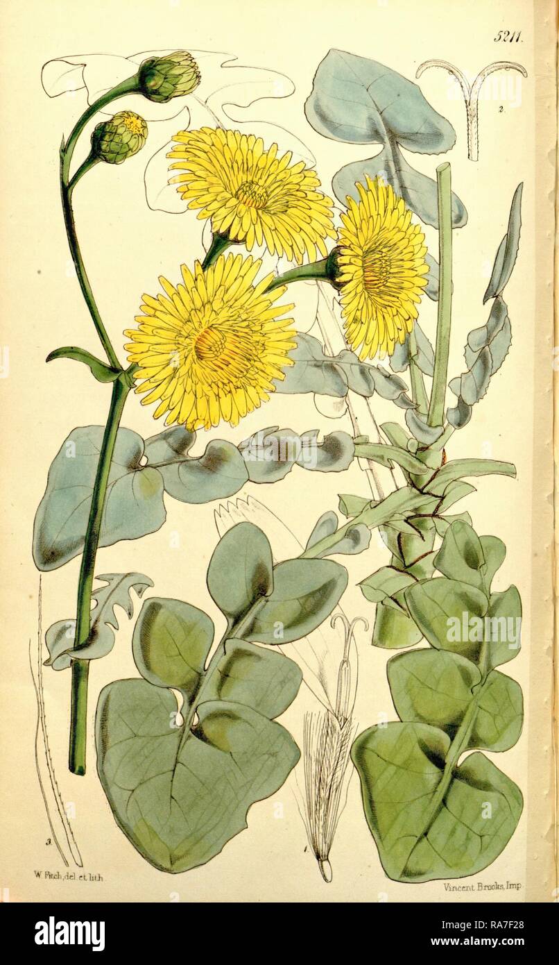 Botanical Print by Walter Hood Fitch 1817 – 1892, W.H. Fitch was an ...