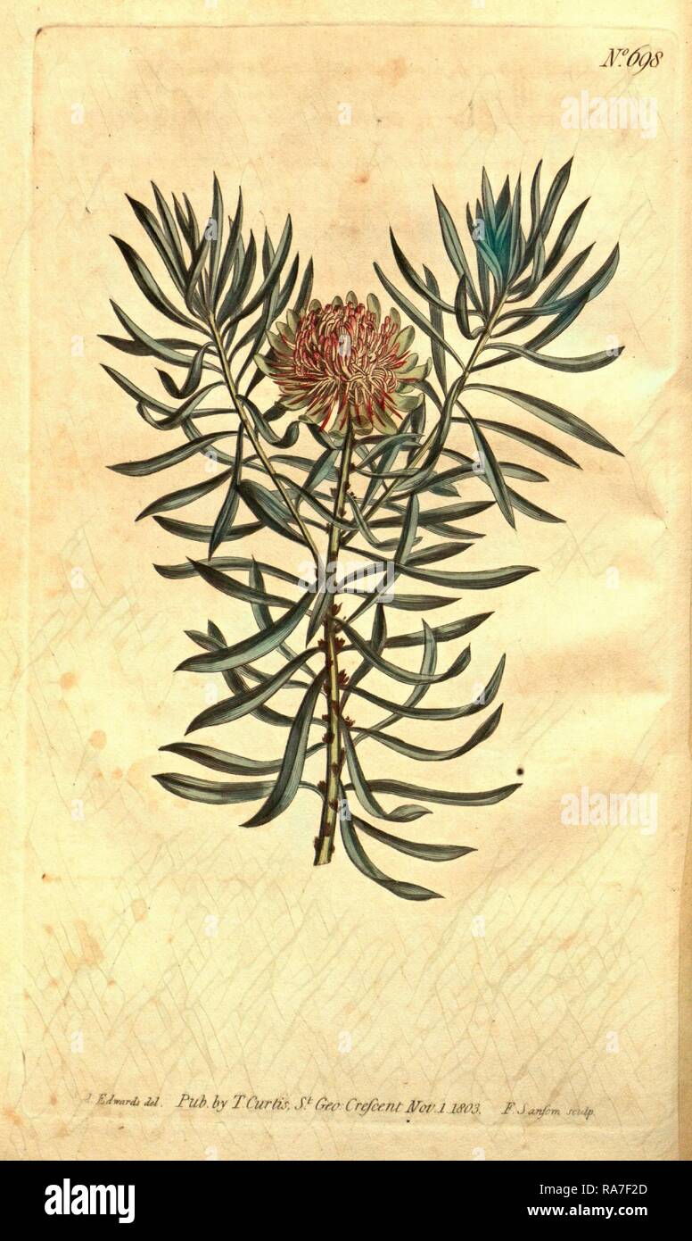 Botanical print by Sydenham Teast Edwards 1768 – 1819, Sydenham Edwards ...