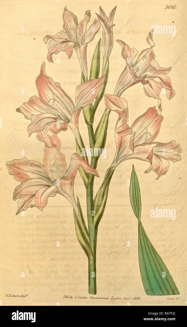 Botanical print by William Herbert, 1778 – 1847 was a British botanist ...