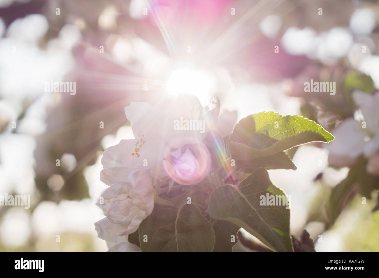 Sun rays through a flowering apple tree branch Stock Photo - Alamy