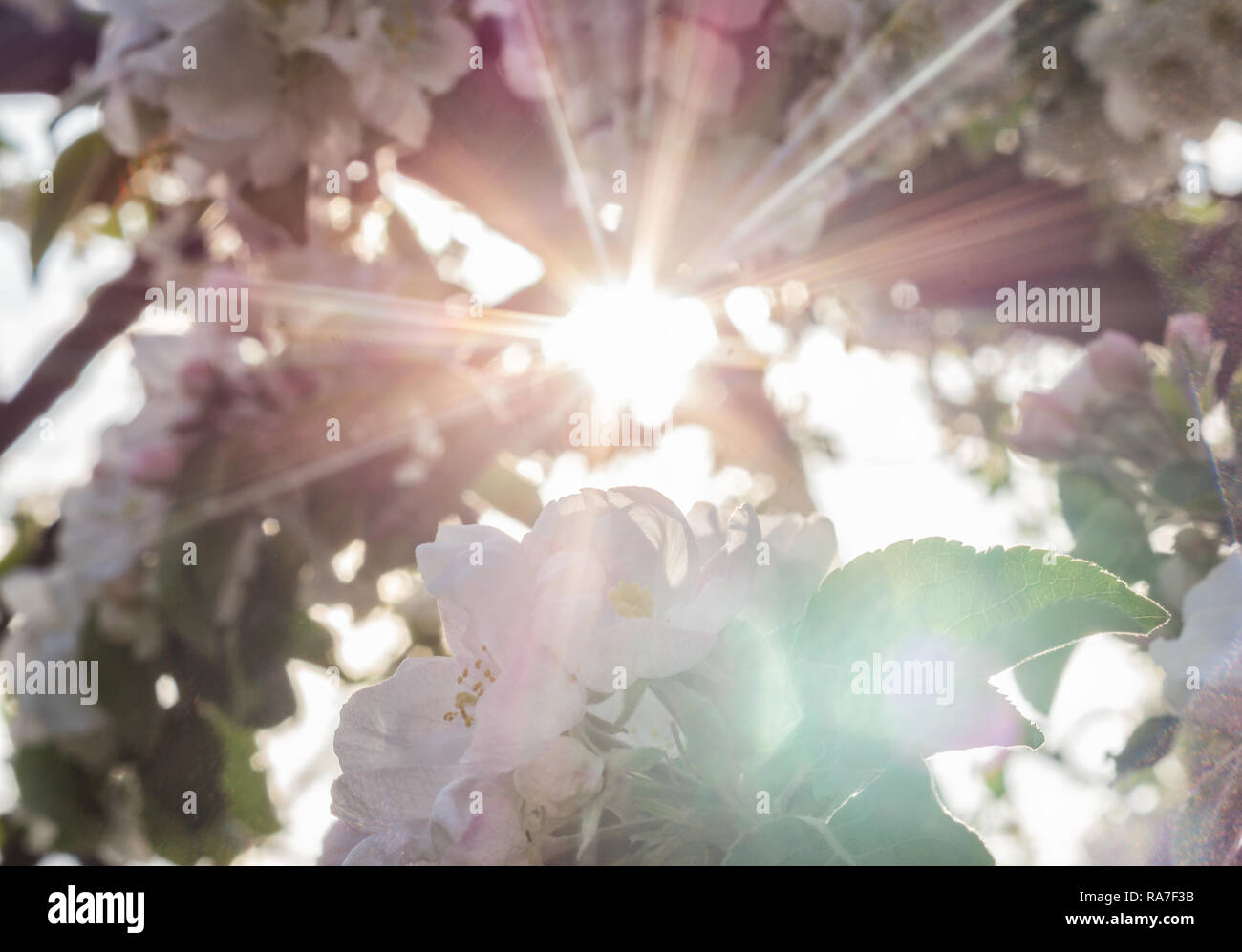 Sun rays through a flowering apple tree branch Stock Photo - Alamy