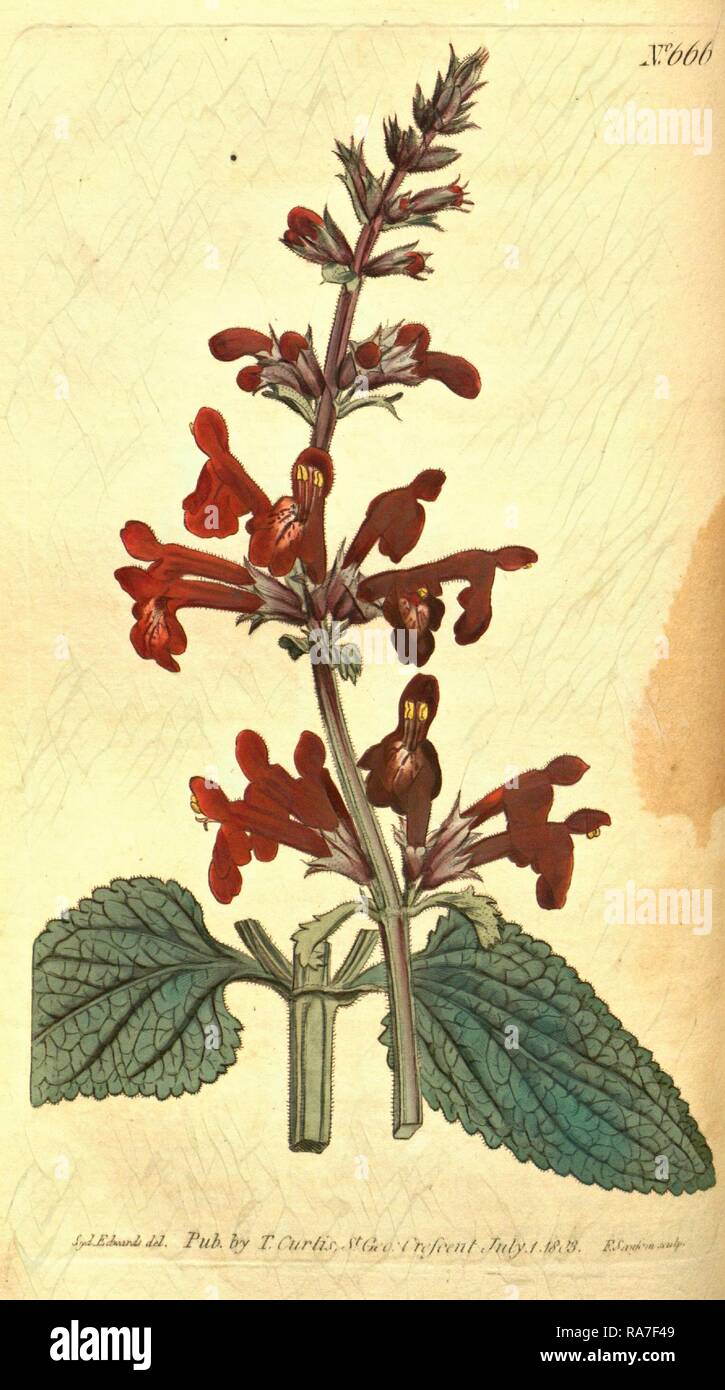 Botanical print by Sydenham Teast Edwards 1768 – 1819, Sydenham Edwards ...