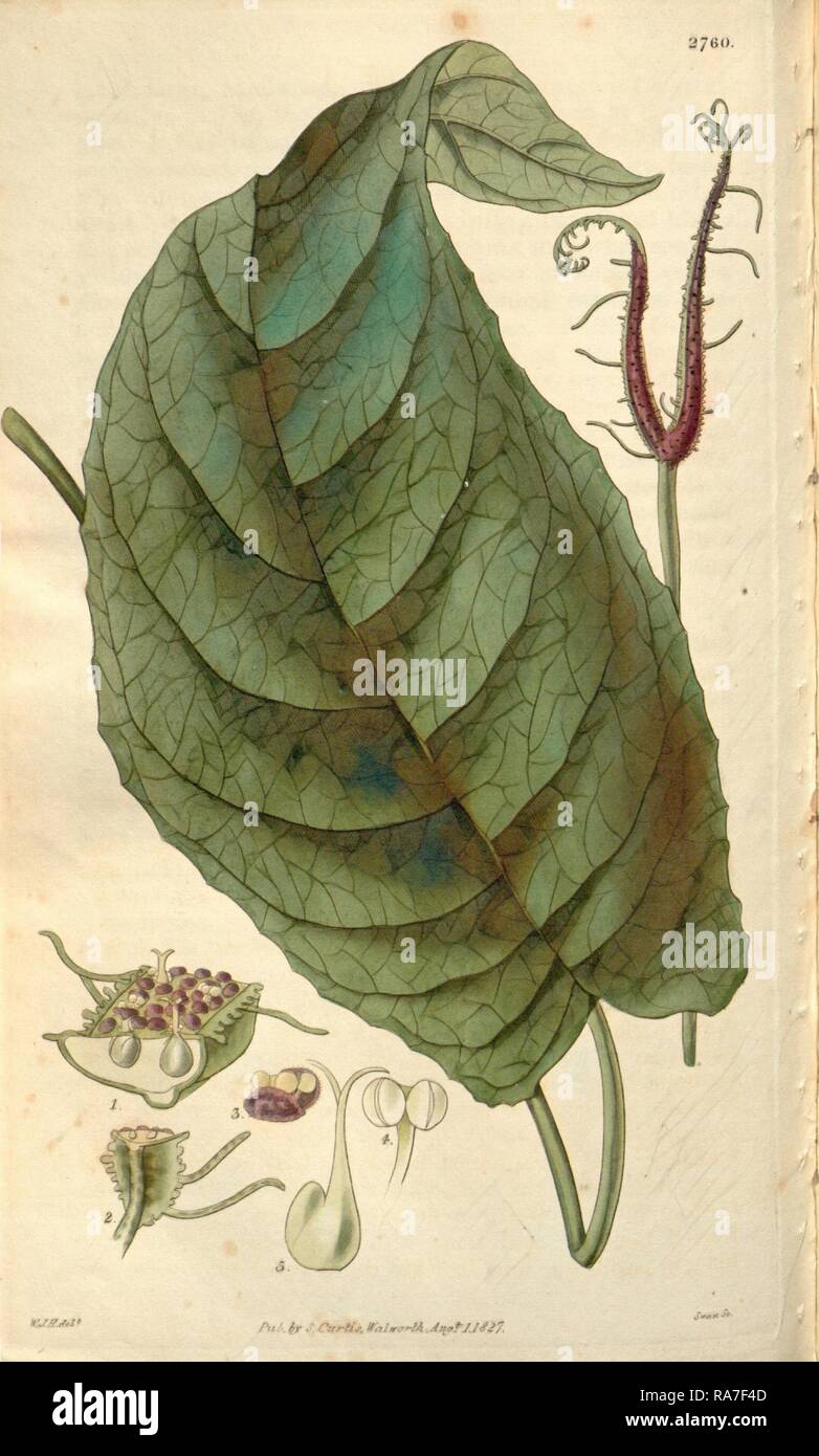 Botanical print by Sir William Jackson Hooker, FRS, 1785 – 1865 ...