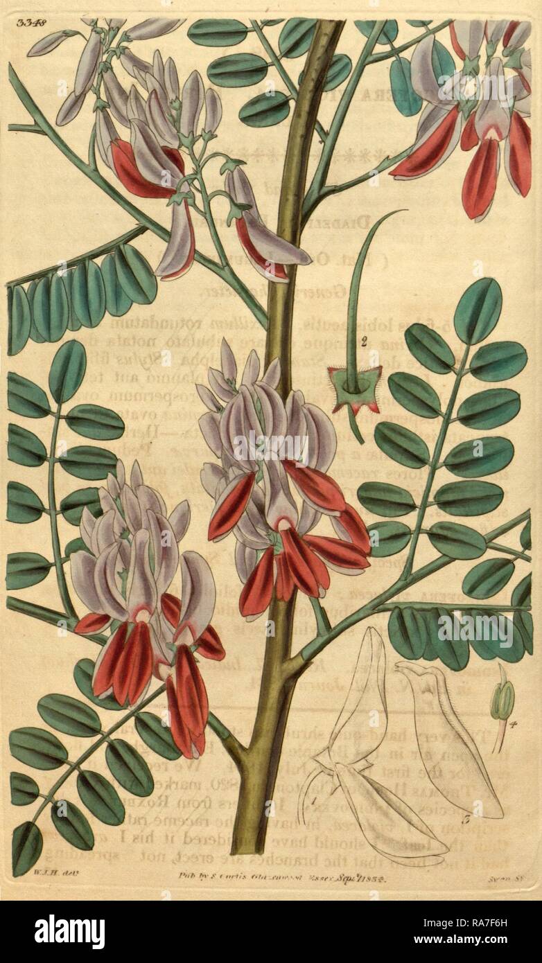 Botanical print by Sir William Jackson Hooker, FRS, 1785 – 1865 ...