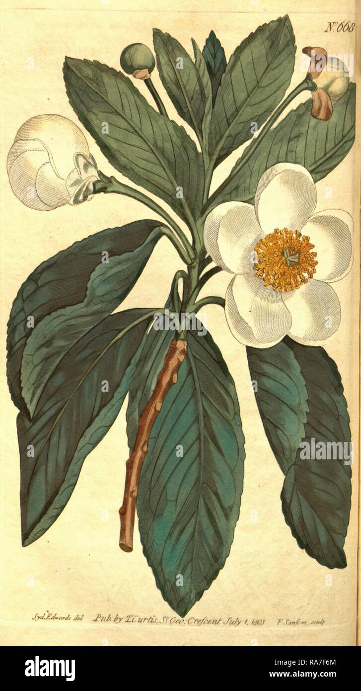 Botanical print by Sydenham Teast Edwards 1768 – 1819, Sydenham Edwards ...
