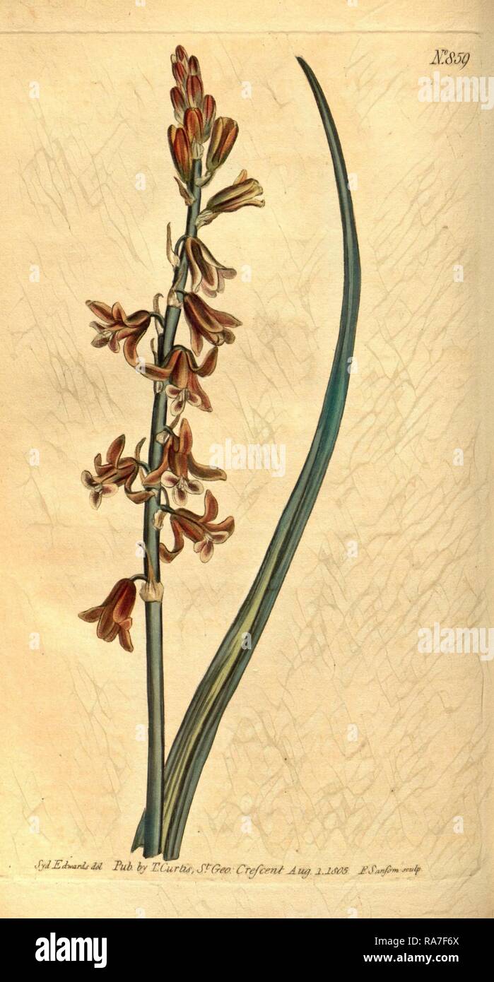 Botanical print by Sydenham Teast Edwards 1768 – 1819, Sydenham Edwards ...