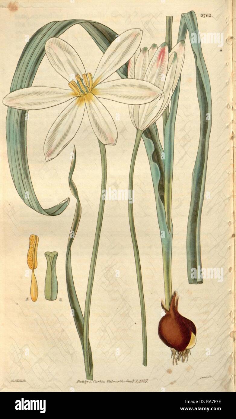 Botanical print or English natural history illustration by Joseph Swan ...