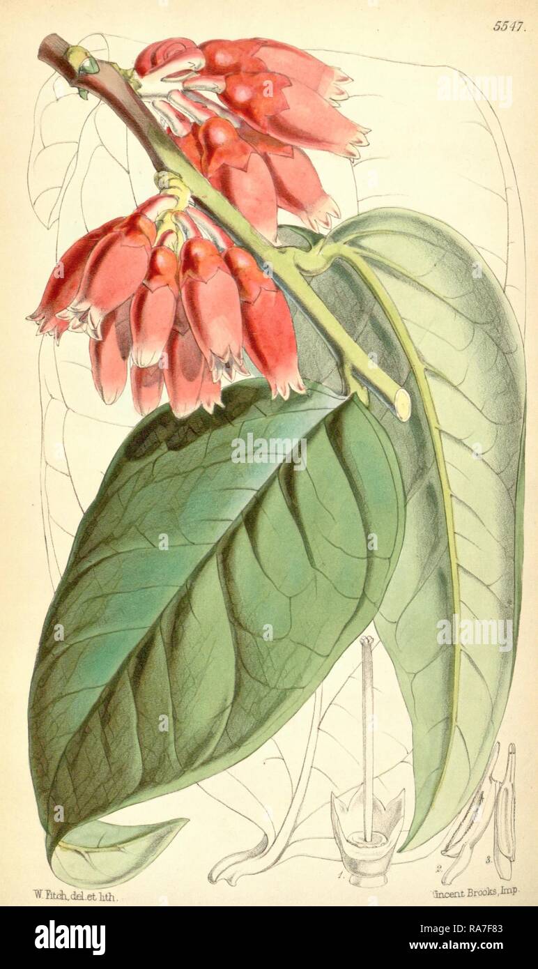 Botanical Print by Walter Hood Fitch 1817 – 1892, W.H. Fitch was an ...