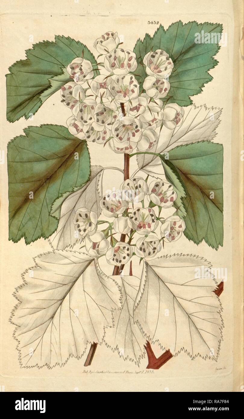 Botanical print or English natural history illustration by Joseph Swan ...