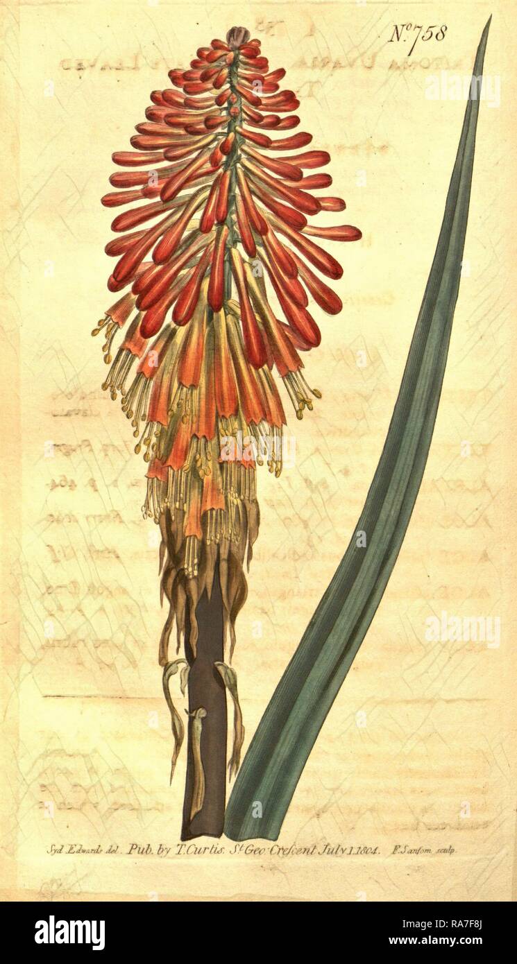 Botanical print by Sydenham Teast Edwards 1768 – 1819, Sydenham Edwards ...