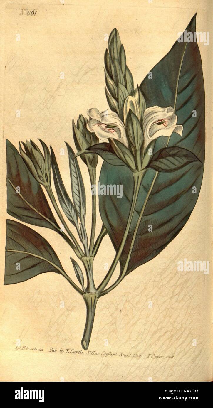 Botanical print by Sydenham Teast Edwards 1768 – 1819, Sydenham Edwards ...