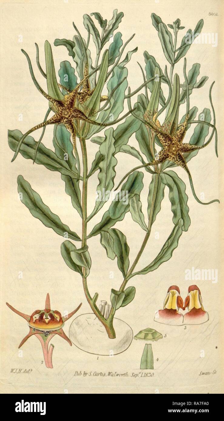 Botanical print by Sir William Jackson Hooker, FRS, 1785 – 1865 ...