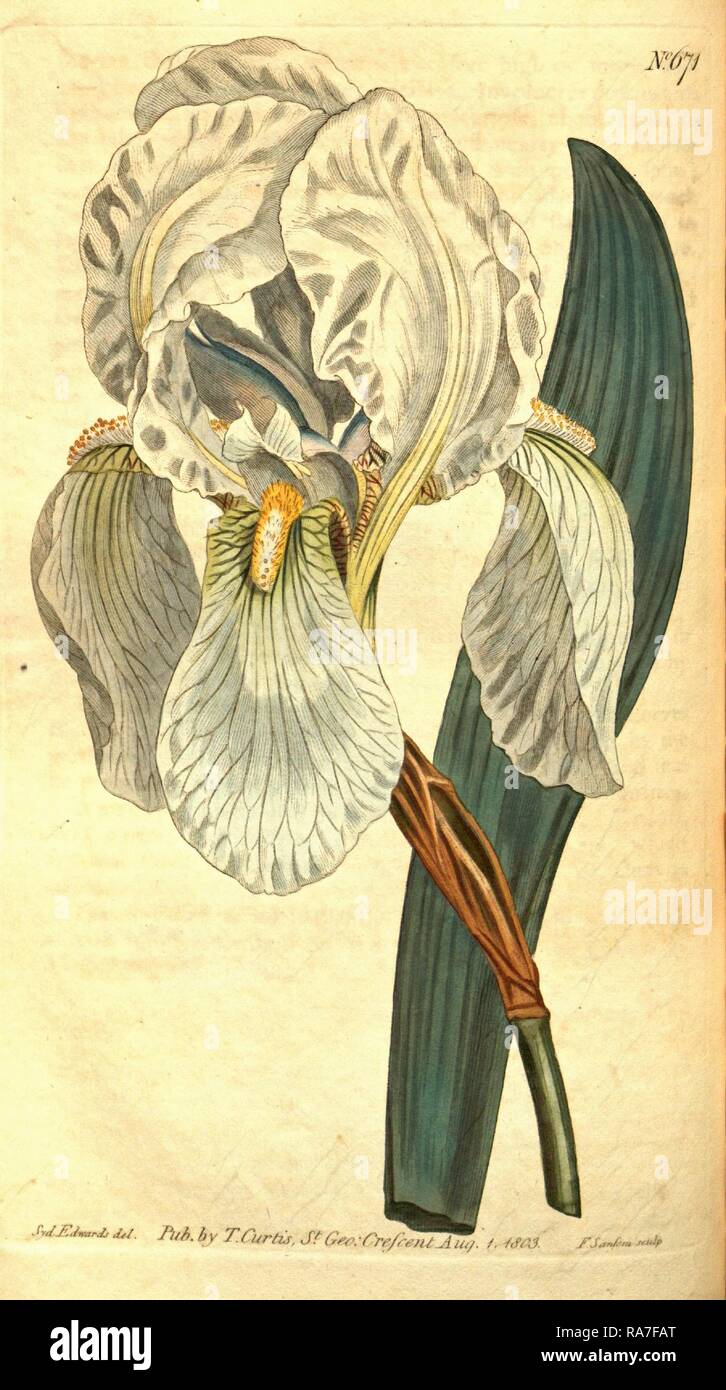 Botanical print by Sydenham Teast Edwards 1768 – 1819, Sydenham Edwards ...