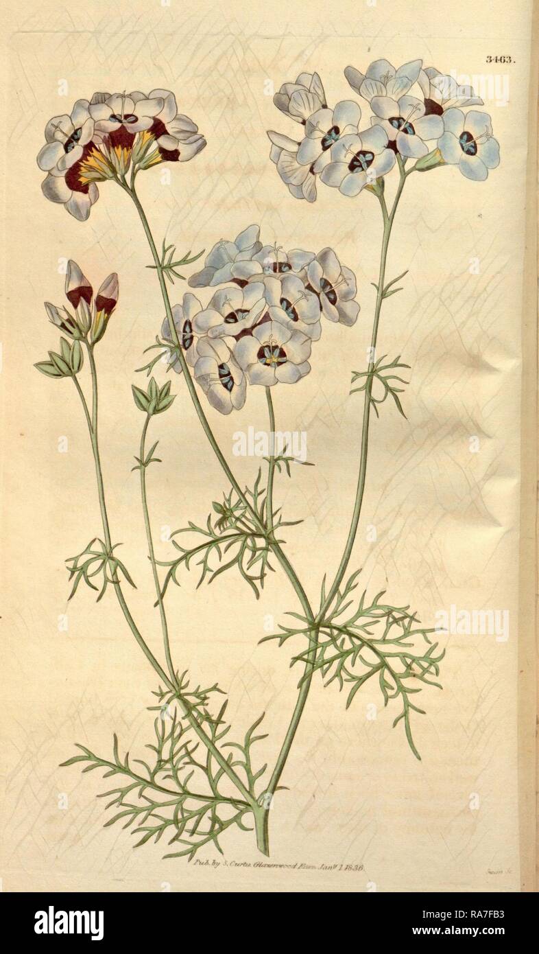 Botanical print or English natural history illustration by Joseph Swan ...