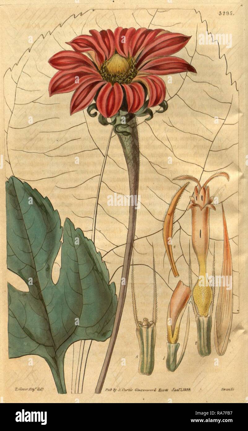 19th century botanical colour print. Botanical illustration. Form ...