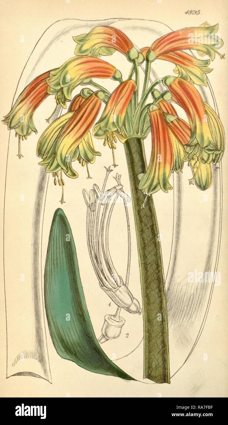 19th century botanical colour print. Botanical illustration. Form ...