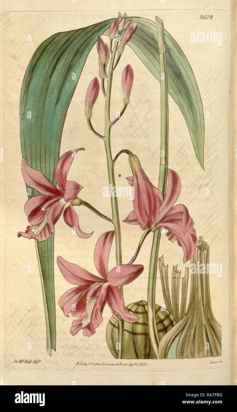 19th century botanical colour print. Botanical illustration. Form ...